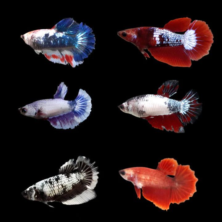 Female Bettas – Bettas Farm Miami LLC